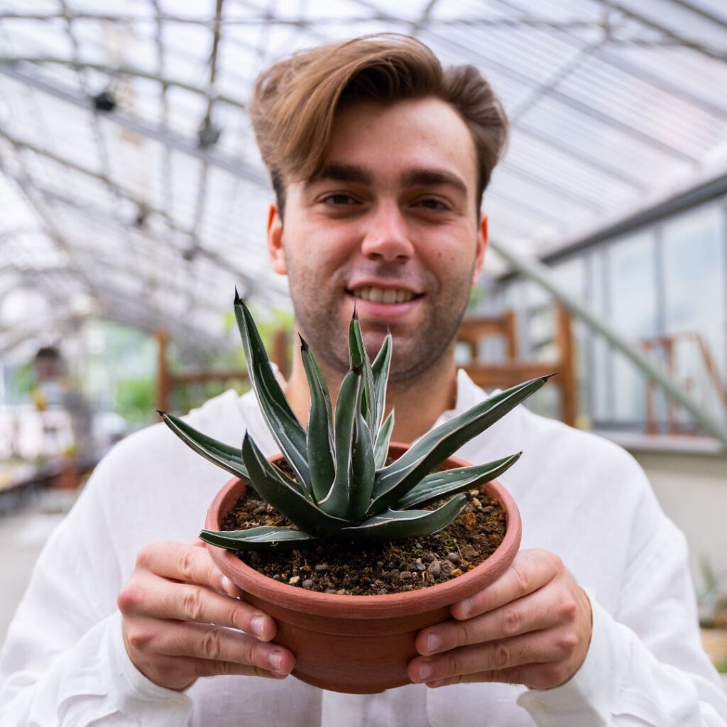 L'Agave : tout savoir sur cette succulente épineuse - Cactusmania